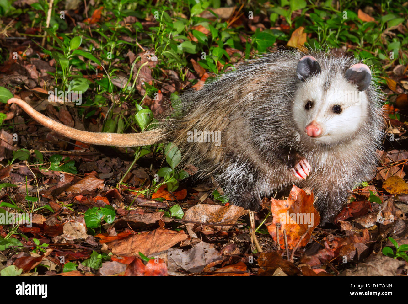 Virginia opossum (Didelphis virginiana) portrait Stock Photo - Alamy