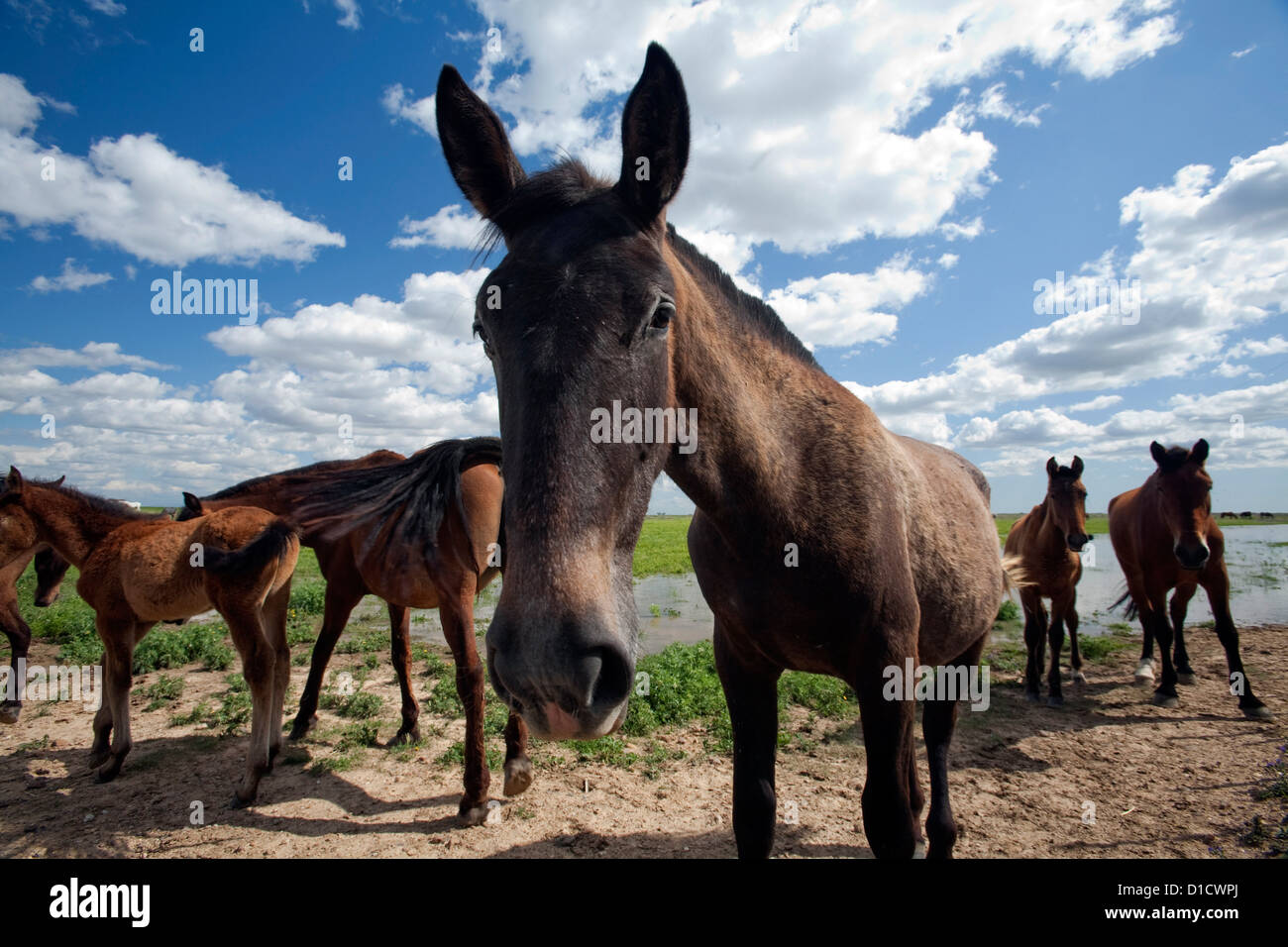 Coto de Donana, Spain, with free-Mares and Foals in the Coto de Donana ...