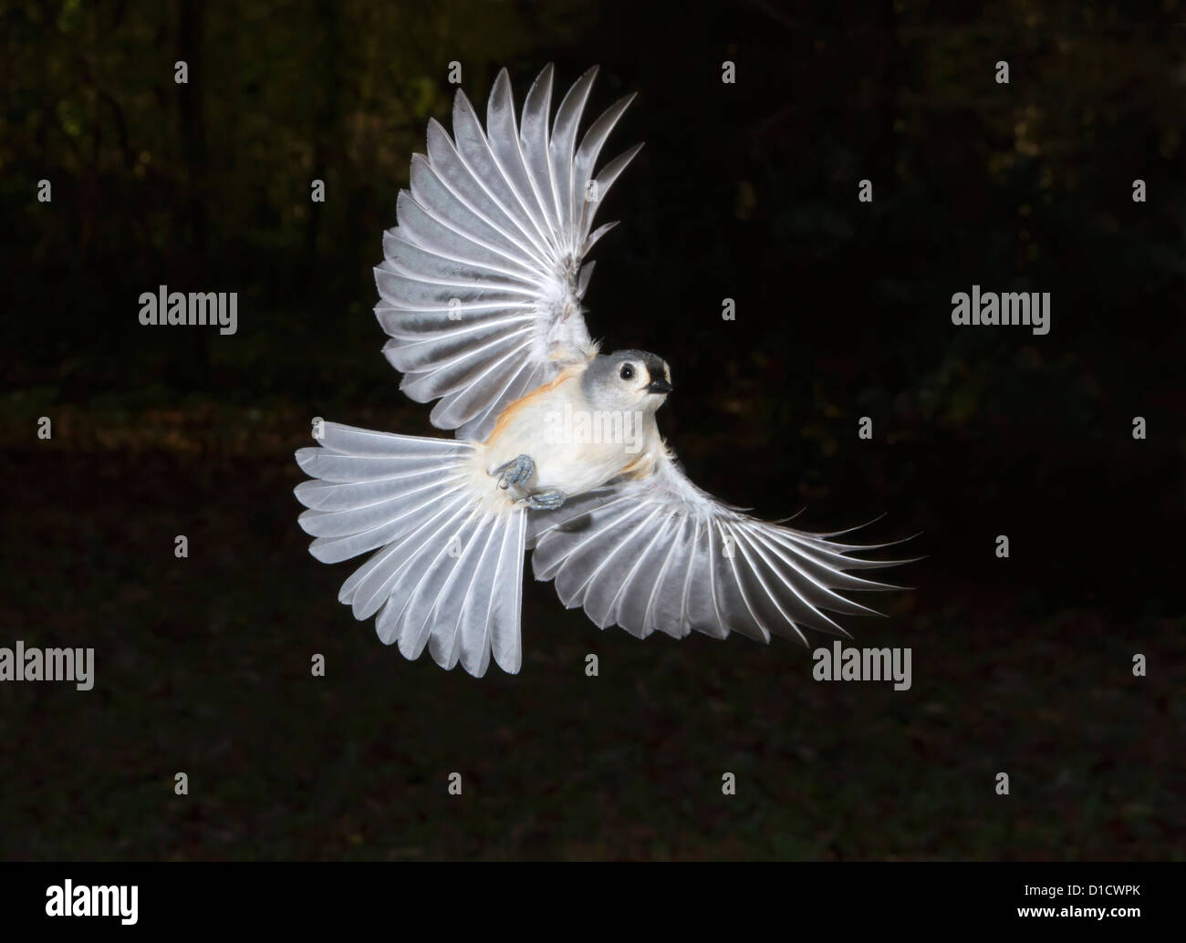 Tufted Titmouse (Baeolophus bicolor) flying (Georgia USA Stock Photo ...