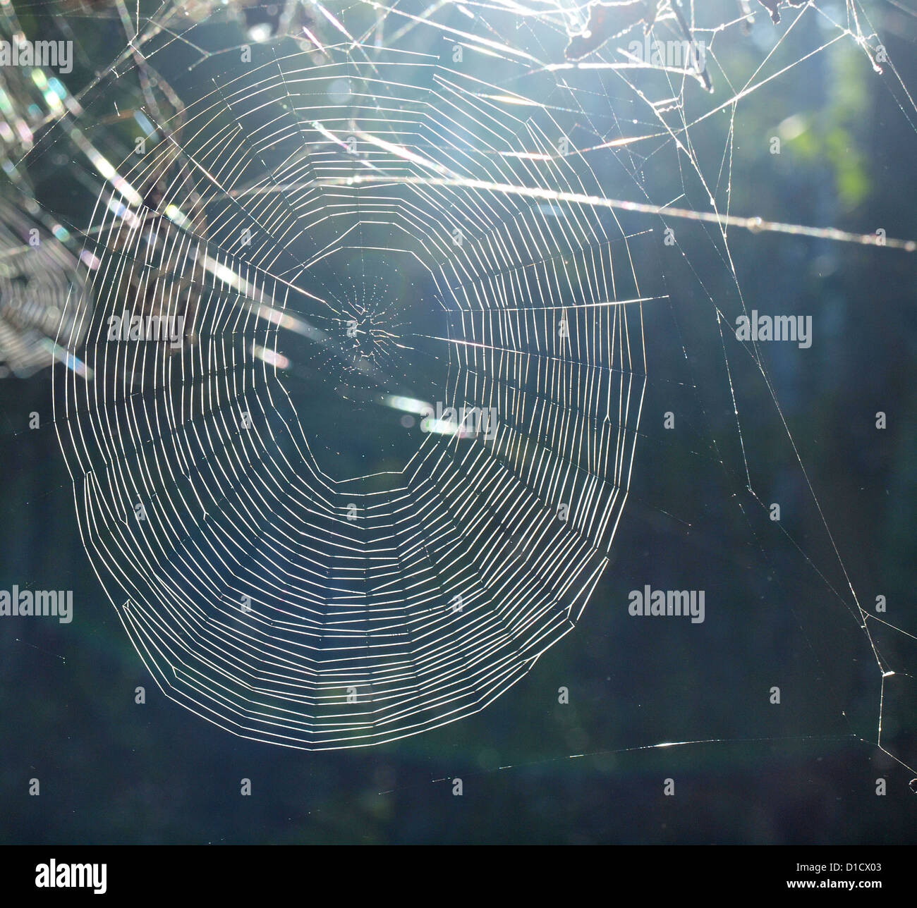 Spider Web in Sunshine Stock Photo - Alamy