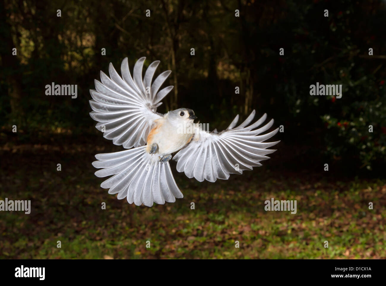 Tufted Titmouse (Baeolophus bicolor) flying (Georgia USA Stock Photo ...