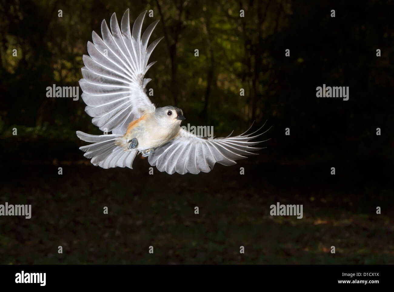 Tufted Titmouse (Baeolophus bicolor) flying (Georgia USA Stock Photo ...