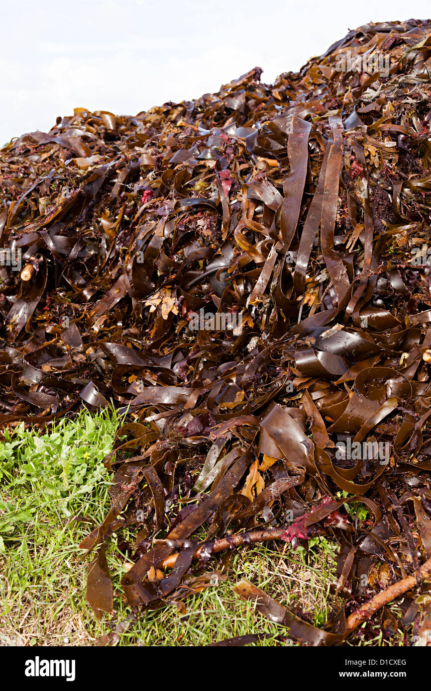 Seaweed fertilizer hi-res stock photography and images - Alamy