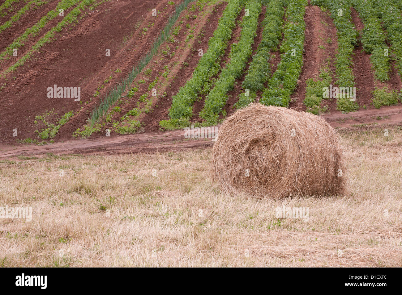One round hay bale in a field with a few rows of crops in the ...