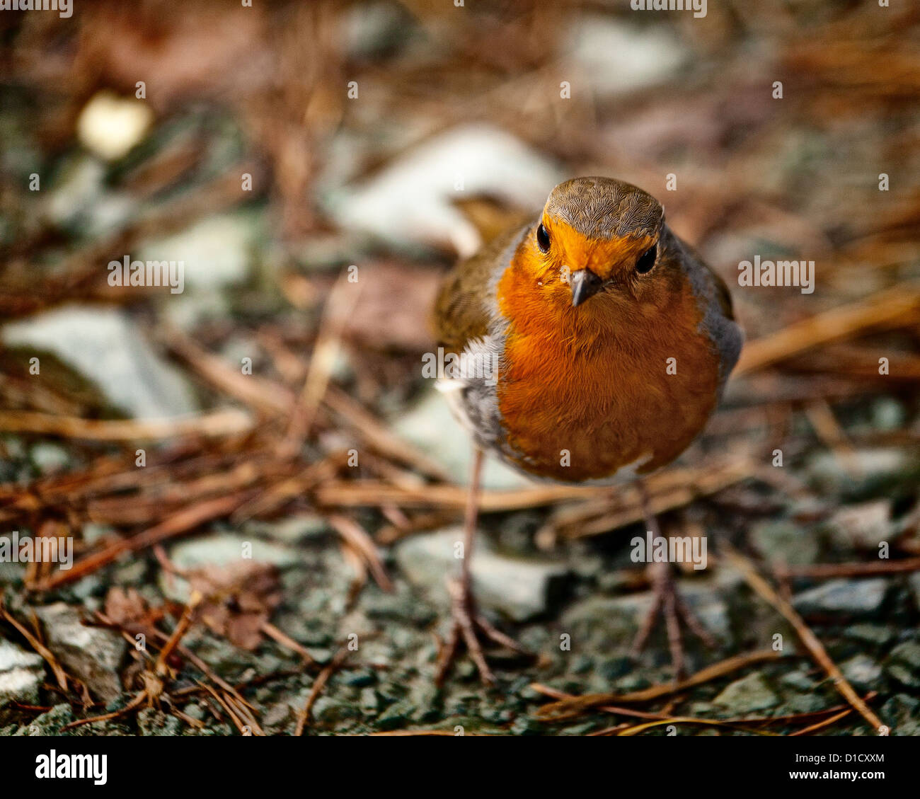 Robin looking at camera Stock Photo - Alamy