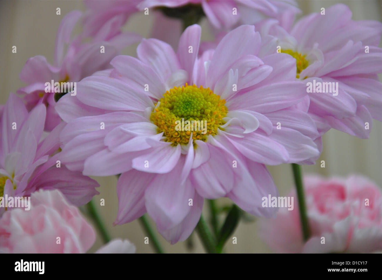 Beautiful pale pink flowers Stock Photo - Alamy