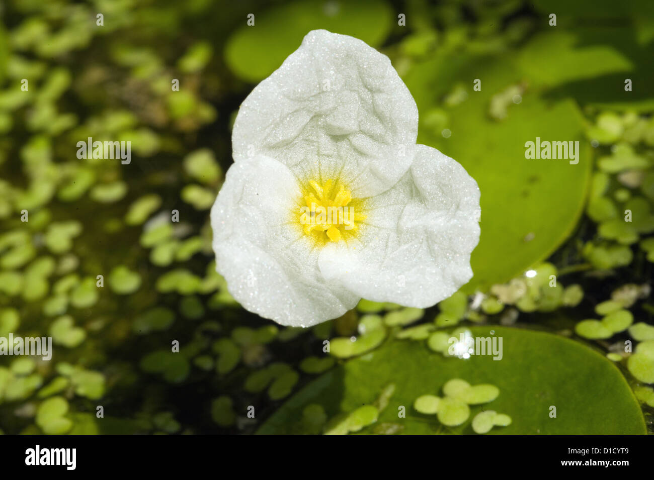 Berlin, Germany, blossom of a frog bite Stock Photo - Alamy