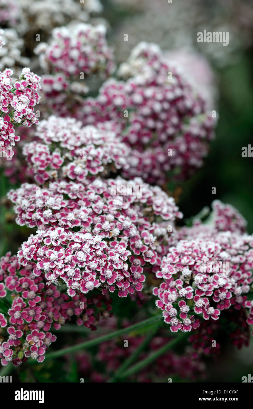 achillea millefolium colorado flowers flowering blooms plant portraits ...