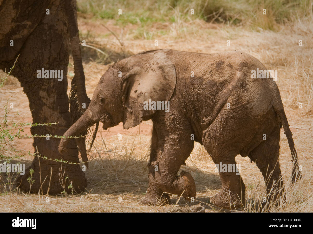 Baby muddy elephant following mother Stock Photo - Alamy