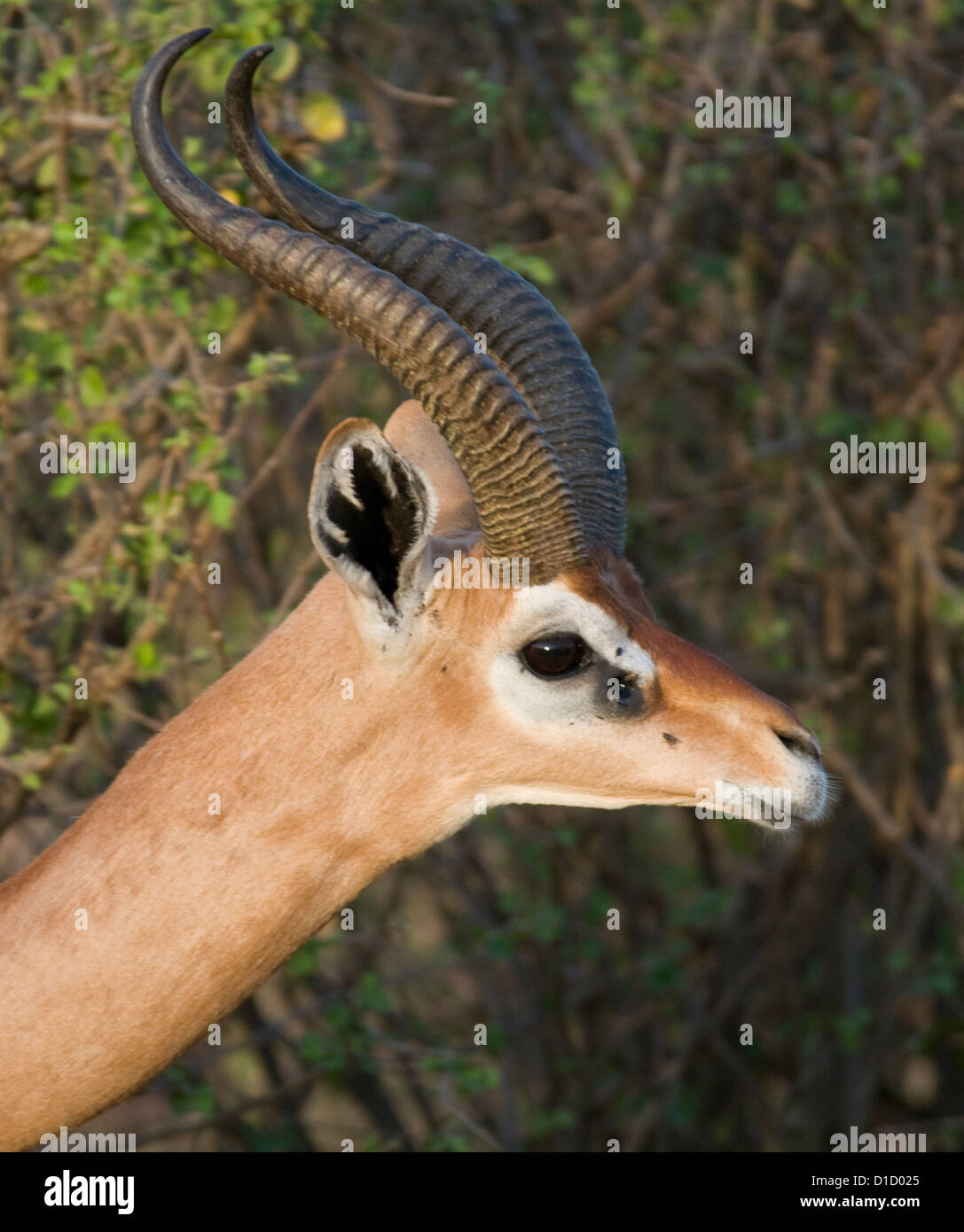 African antelope head shot hi-res stock photography and images - Alamy