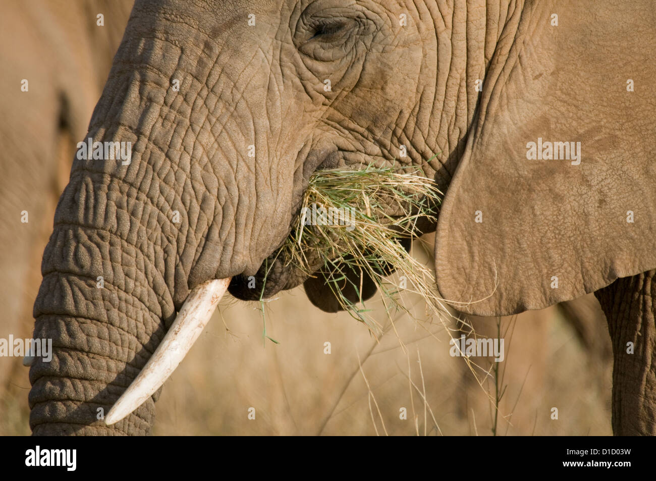 Elephant feeding-close up Stock Photo - Alamy
