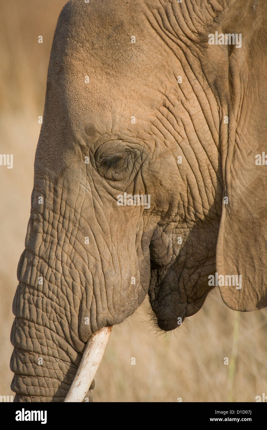 Elephant Head High Resolution Stock Photography and Images - Alamy