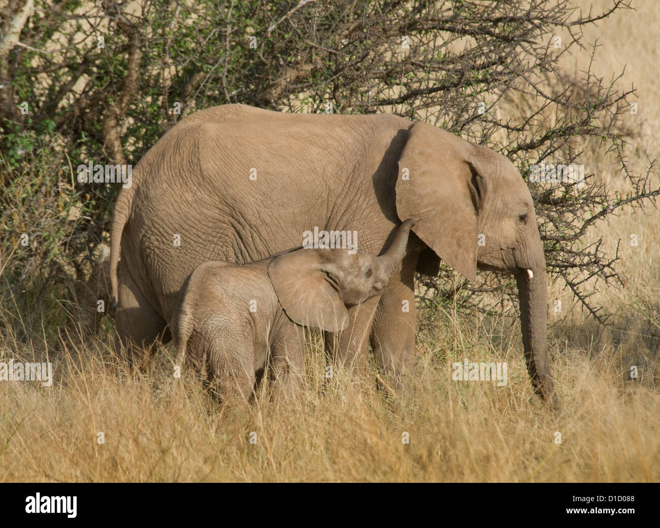 Touching an elephant hi-res stock photography and images - Alamy