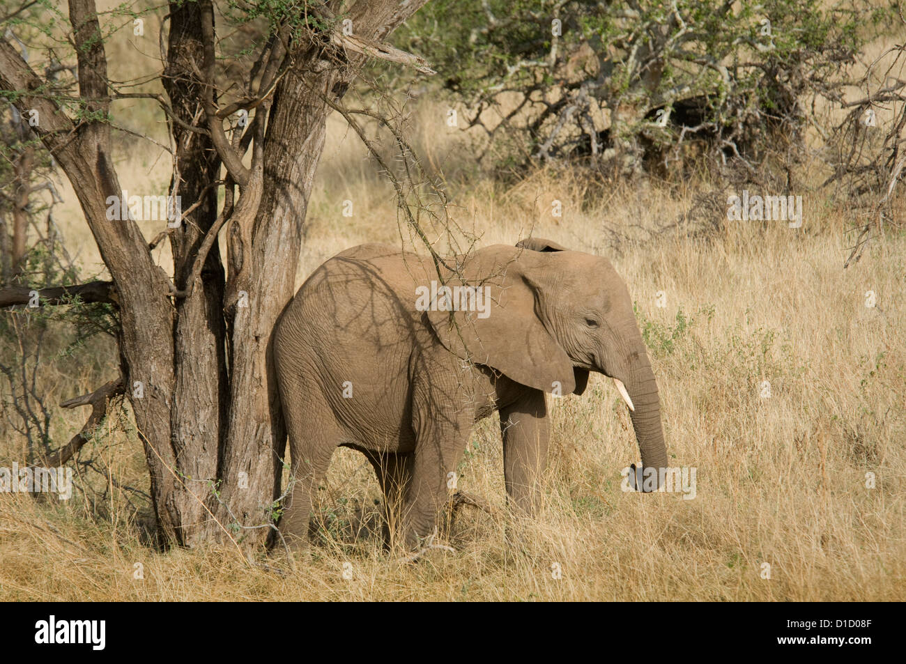 Young African elephant scratching rear on tree Stock Photo - Alamy