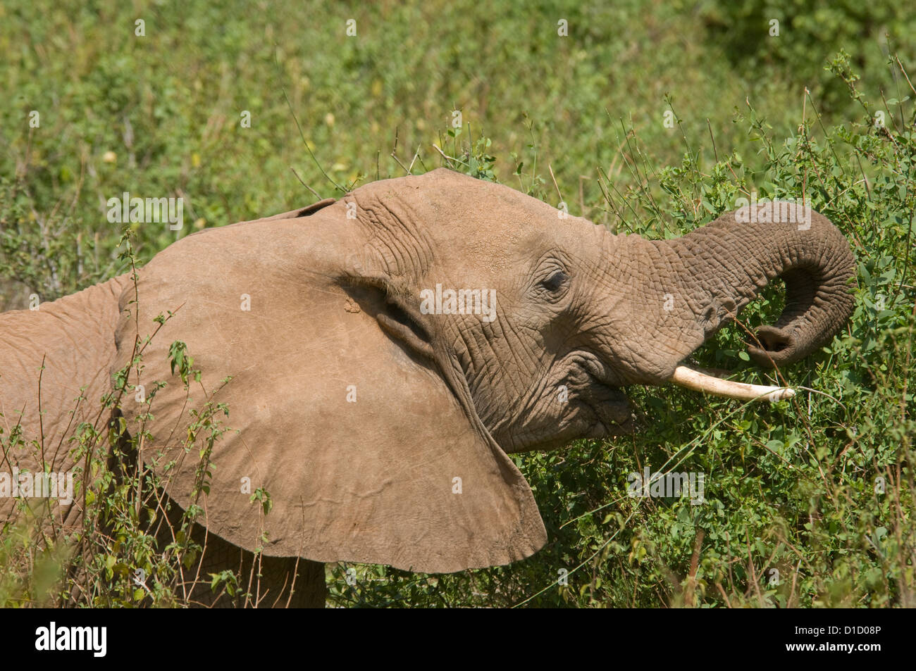 African elephant feeding-close up Stock Photo - Alamy