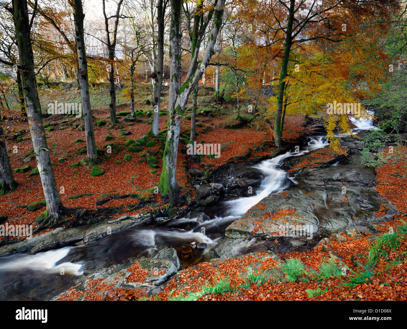 Cloghleagh River County Wicklow Ireland autumn fall color colour ...
