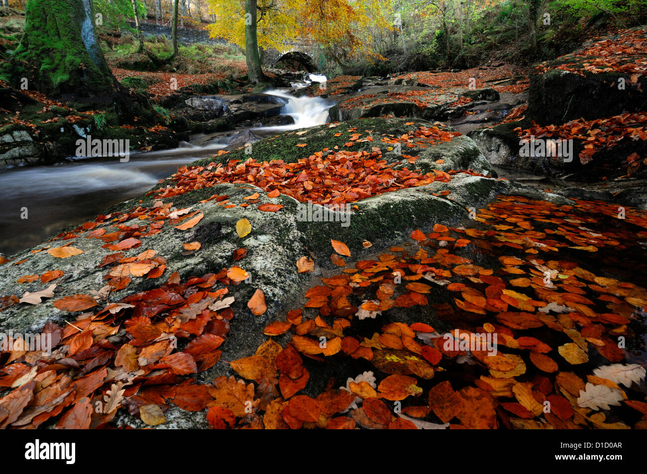 Cloghleagh River County Wicklow Ireland autumn fall color colour ...