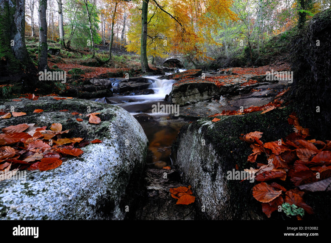 Cloghleagh River County Wicklow Ireland autumn fall color colour ...