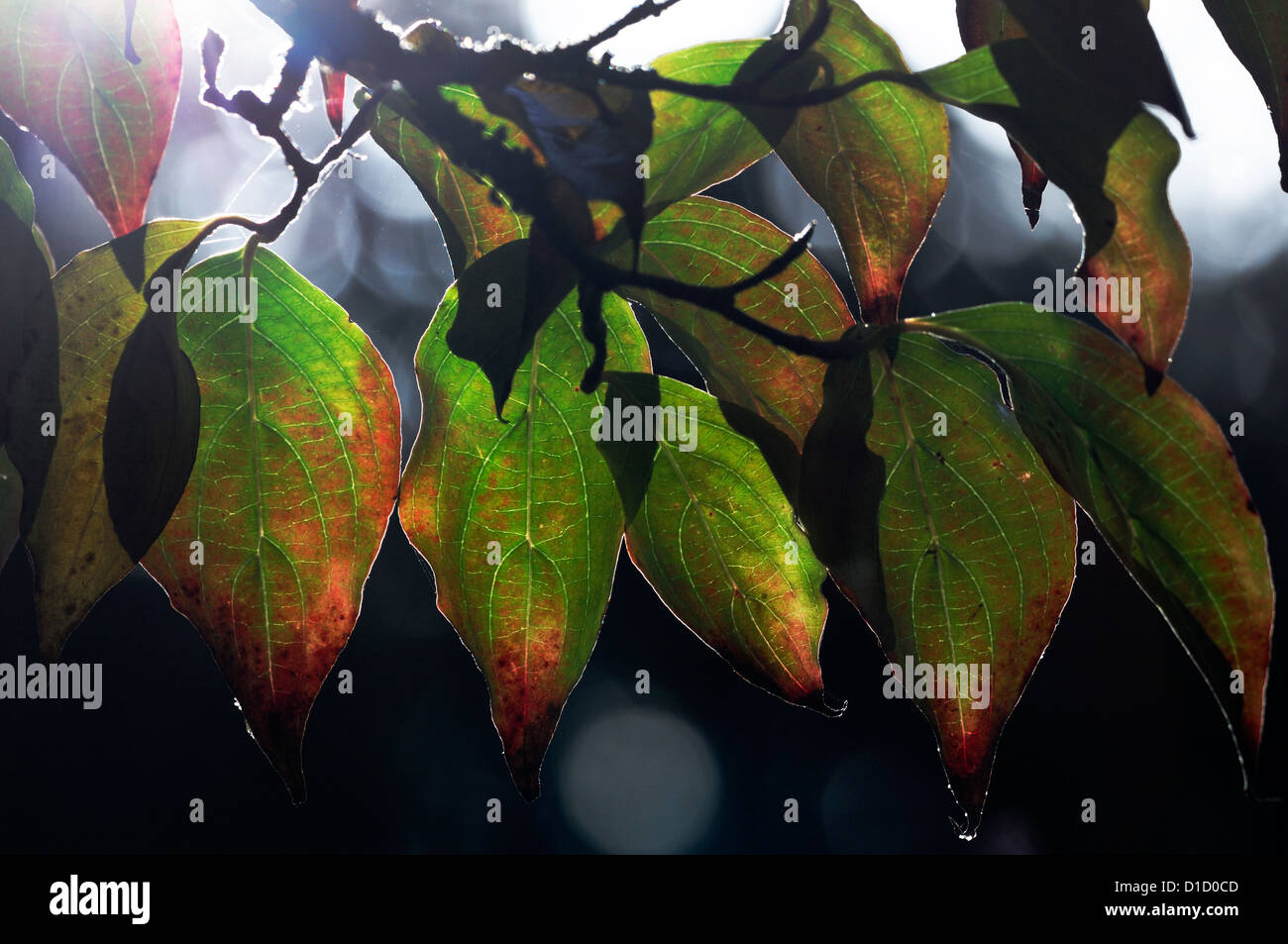 Cornus Kousa Foliage High Resolution Stock Photography and Images - Alamy