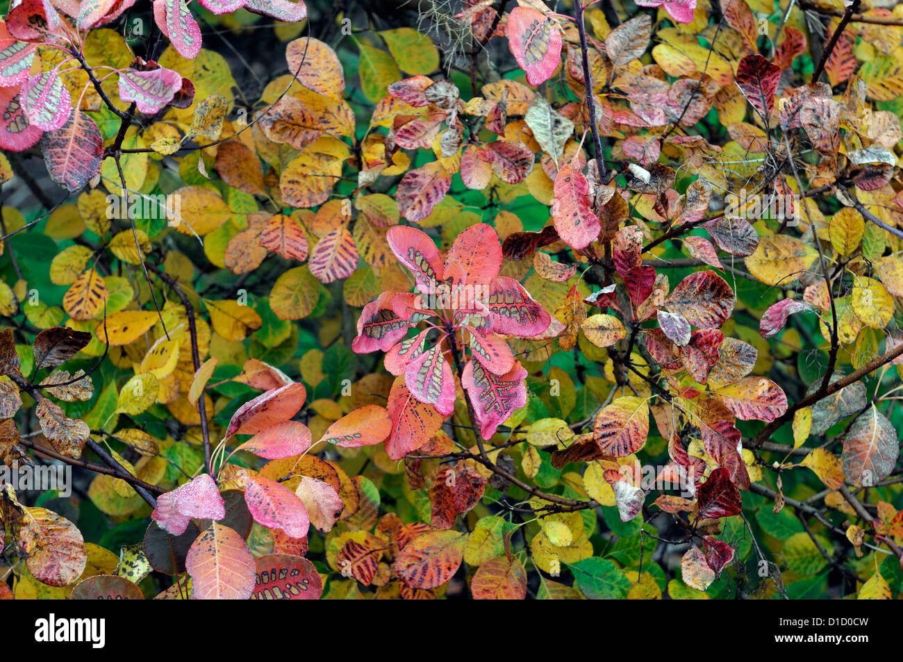 cotinus coggygria flame autumn autumnal orange red yellow rust foliage ...