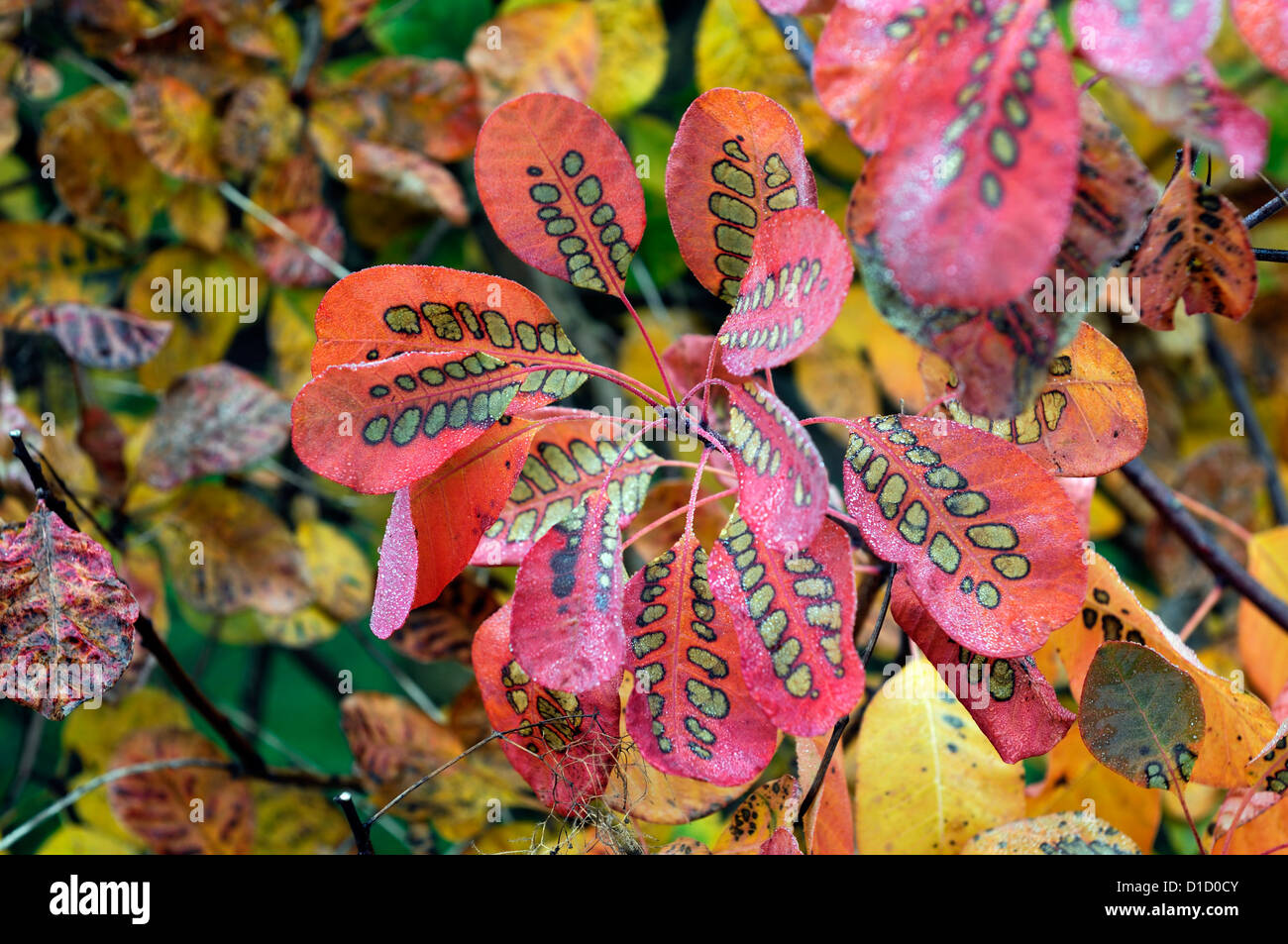 cotinus coggygria flame autumn autumnal orange red yellow rust foliage ...