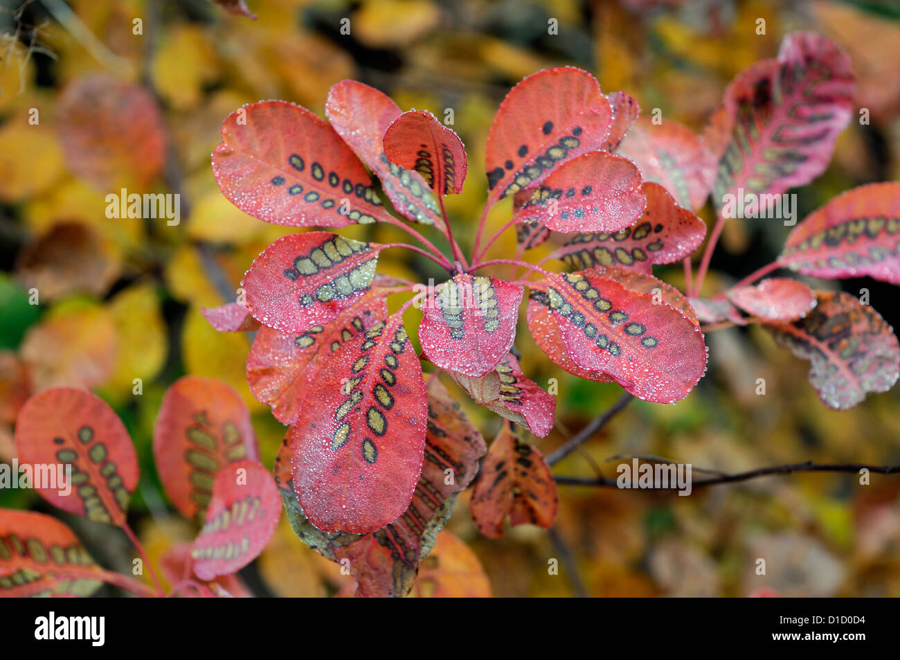 cotinus coggygria flame autumn autumnal orange red yellow rust foliage ...