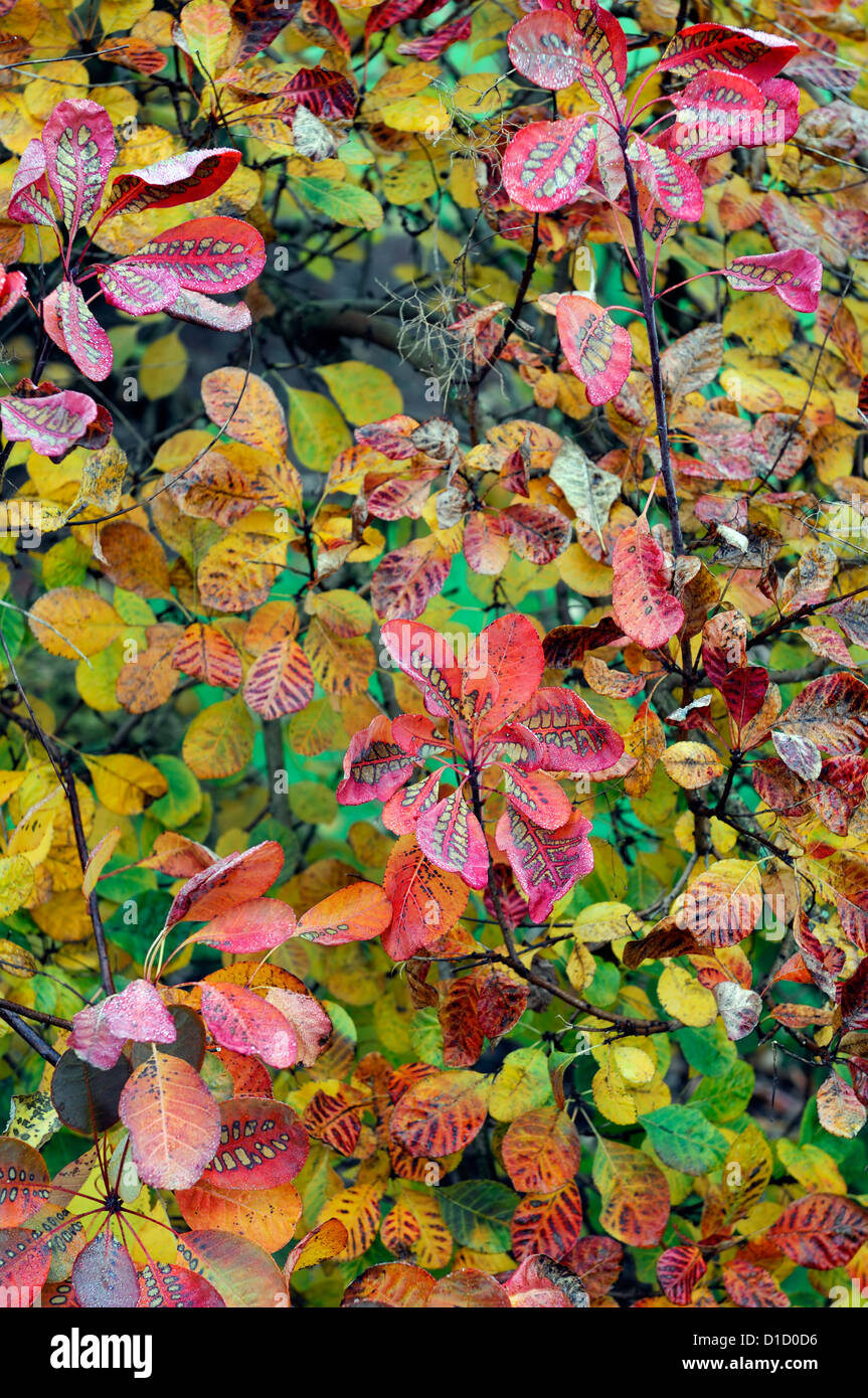 Cotinus Coggygria Autumn High Resolution Stock Photography and Images ...
