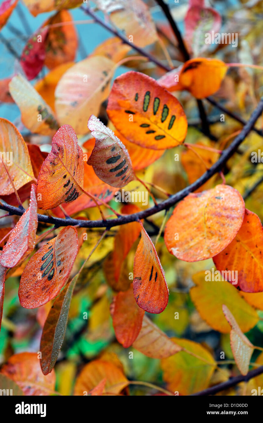 cotinus coggygria flame autumn autumnal orange red yellow rust foliage ...