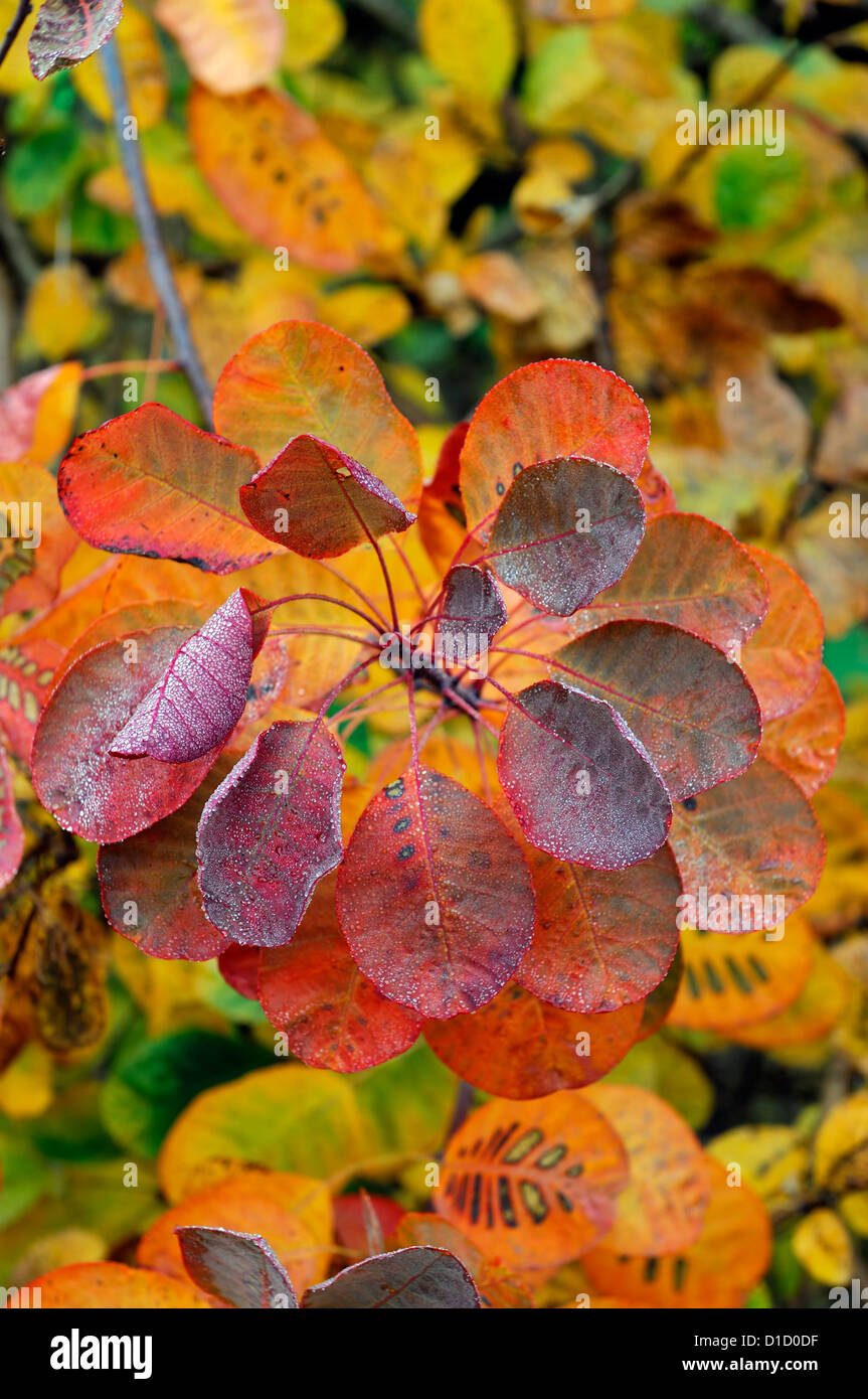 Cotinus coggygria autumn hi-res stock photography and images - Alamy