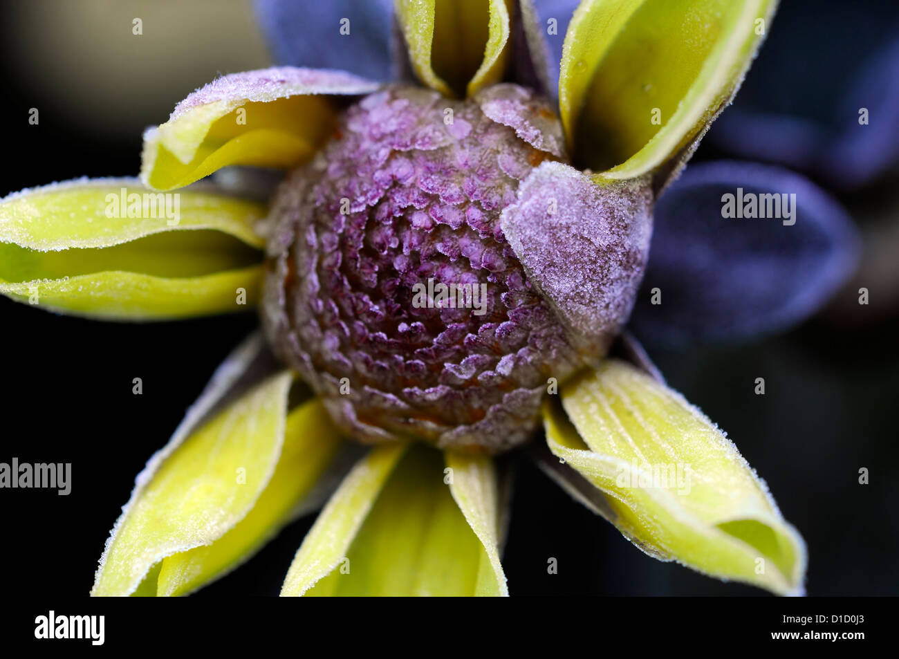Frost damage flower hi-res stock photography and images - Alamy