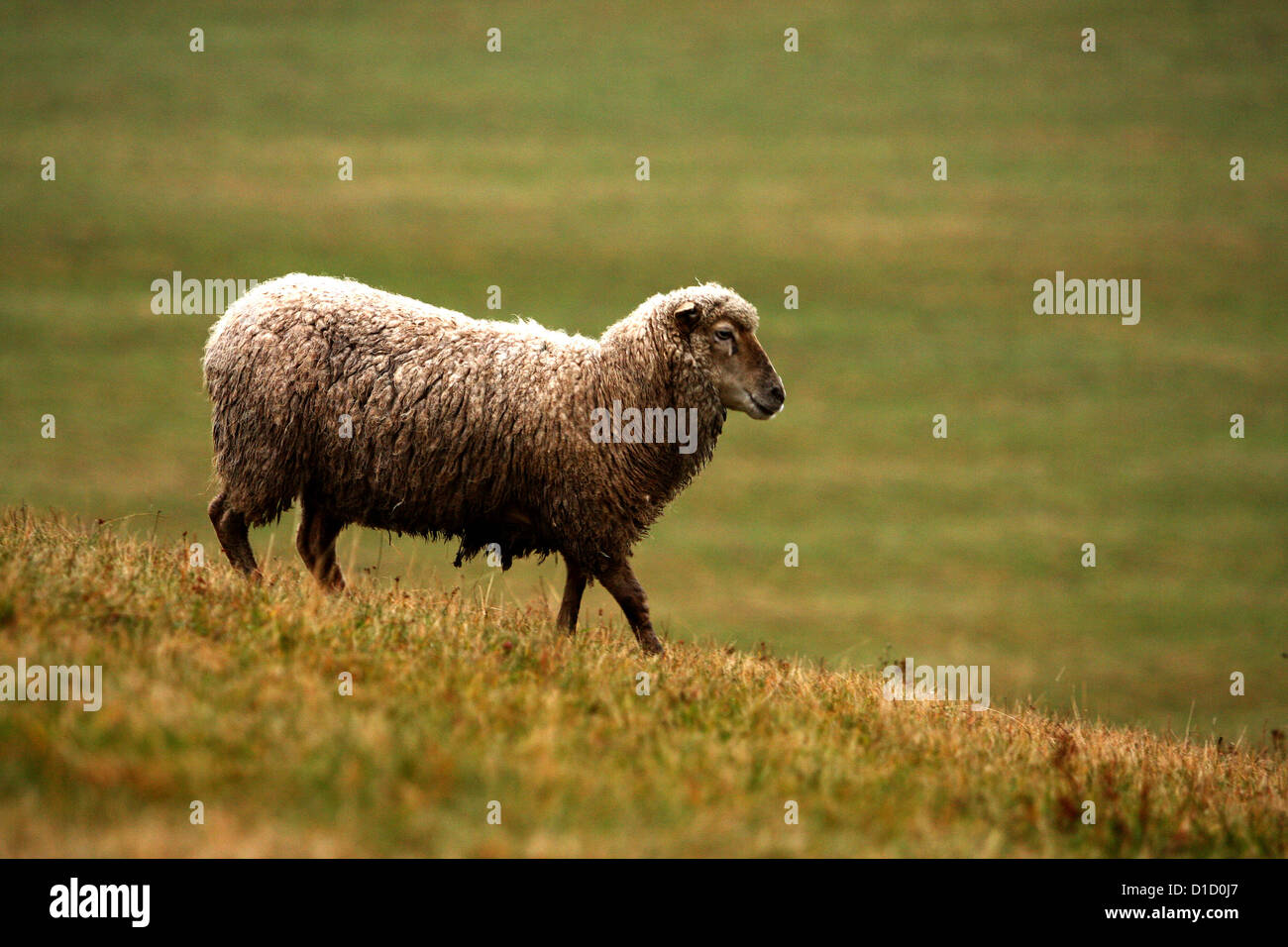 Sheep on autumn meadow, Europe grass field Stock Photo - Alamy