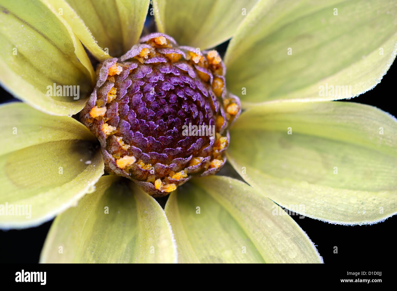Frost damage flower hi-res stock photography and images - Alamy