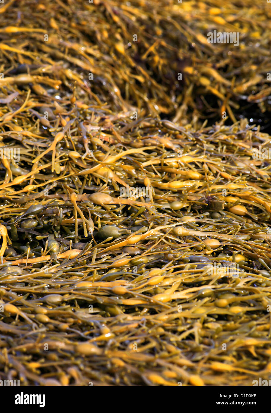 Seaweed detail hi-res stock photography and images - Alamy