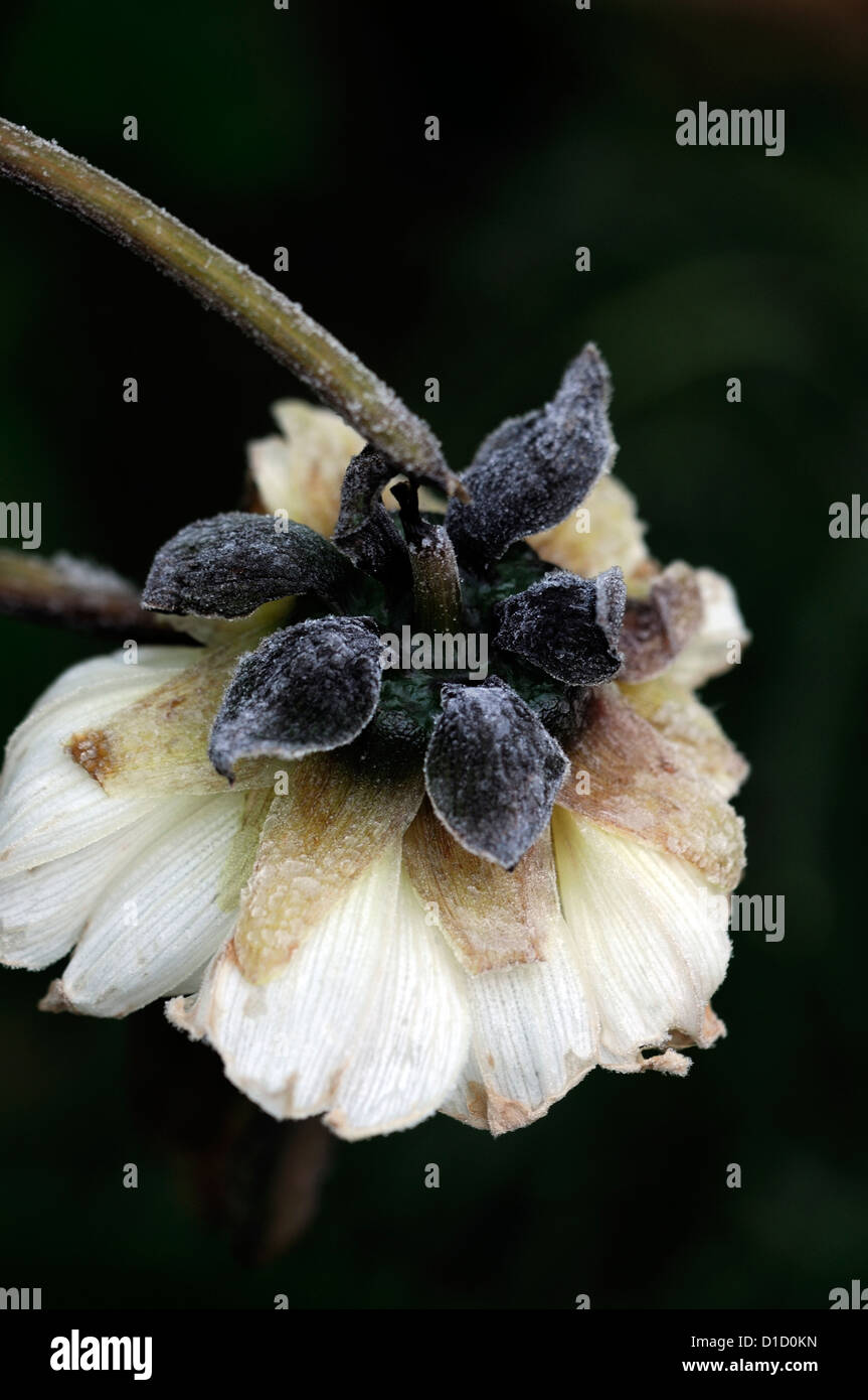 Dahlia icy hi-res stock photography and images - Alamy