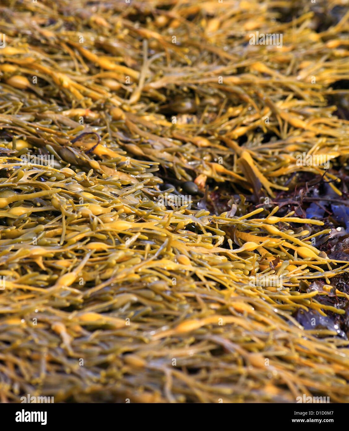 Seaweed in detail, Bute, Scotland, Europe Stock Photo - Alamy