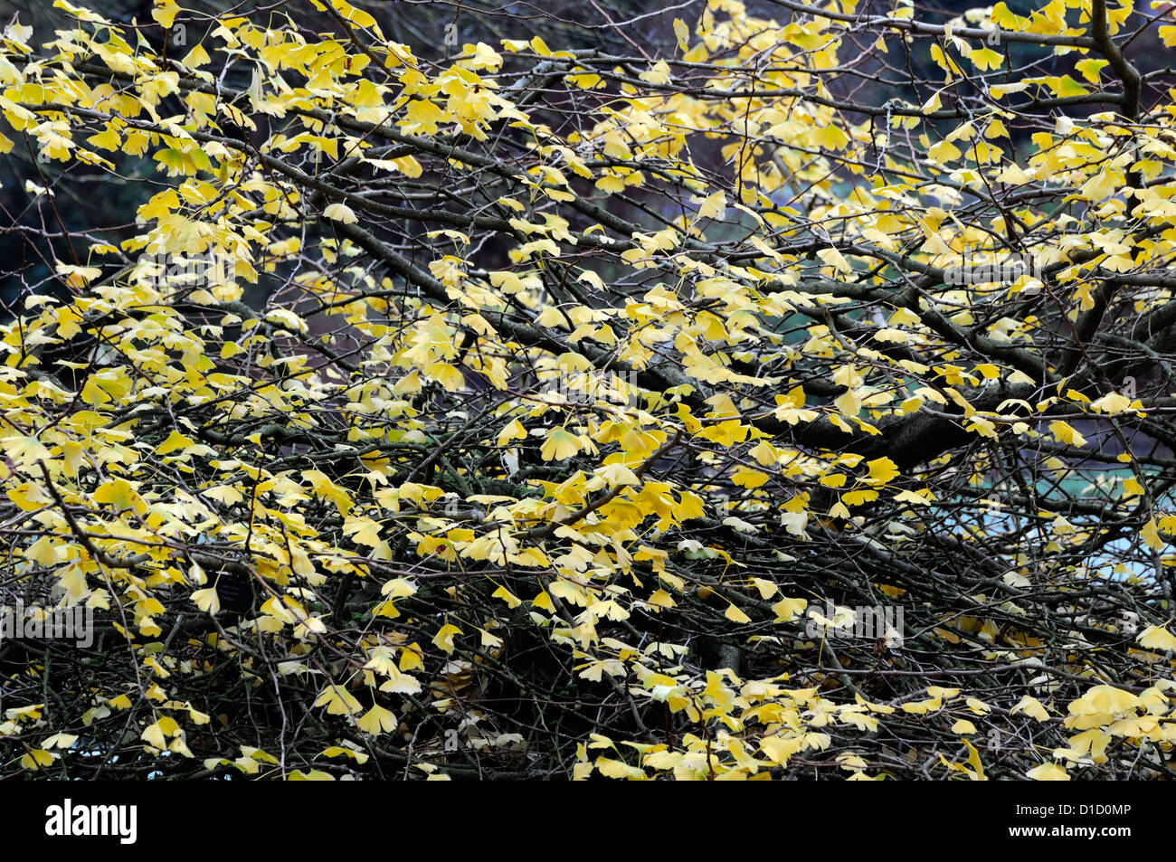 ginkgo biloba pendula autumn autumnal winter closeup selective focus ...