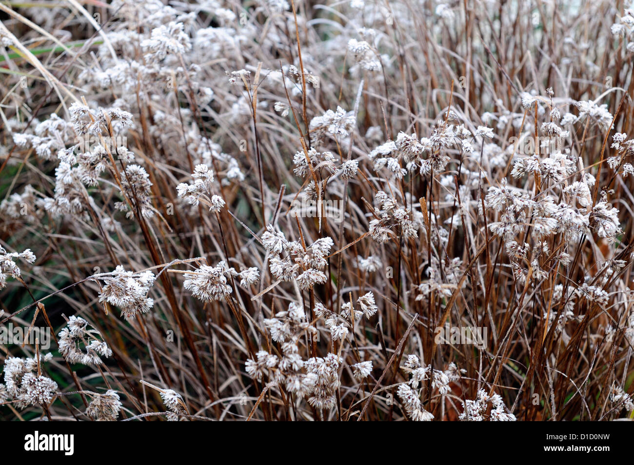 luzula nivea ornamental grasses grass foliage leaves seedheads plant ...