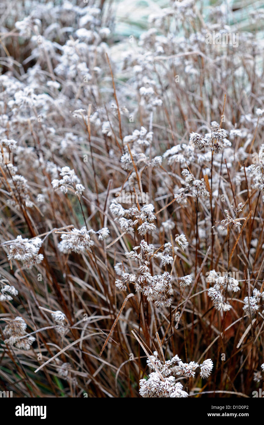 luzula nivea ornamental grasses grass foliage leaves seedheads plant ...