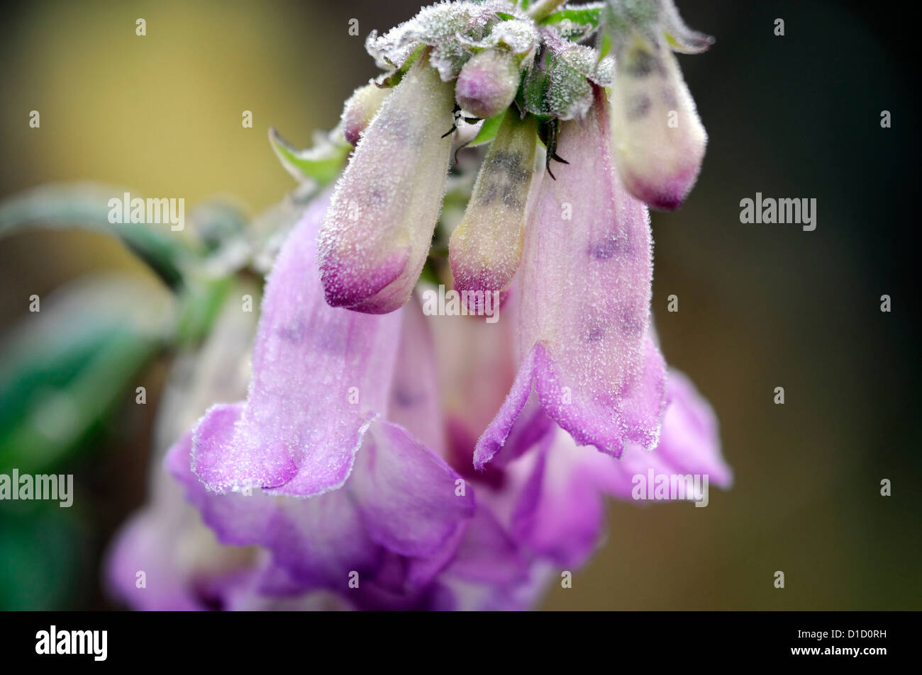 penstemon flowers blooms late autumn flowering frost frosty cover ...