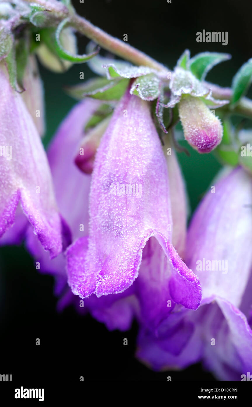 Frost damage flowers hi-res stock photography and images - Alamy