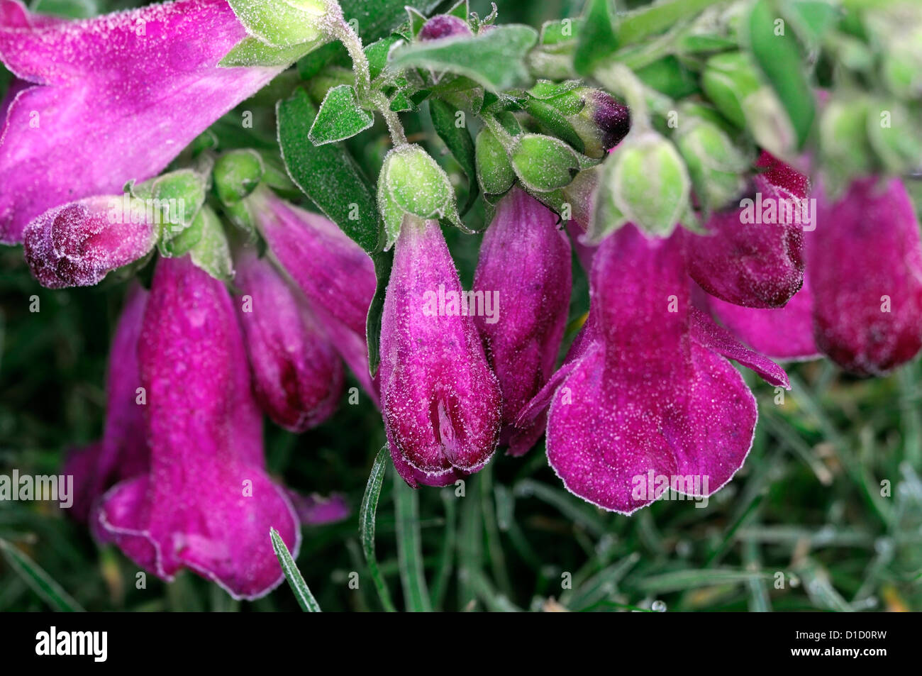 Penstemon Digitalis In Winter