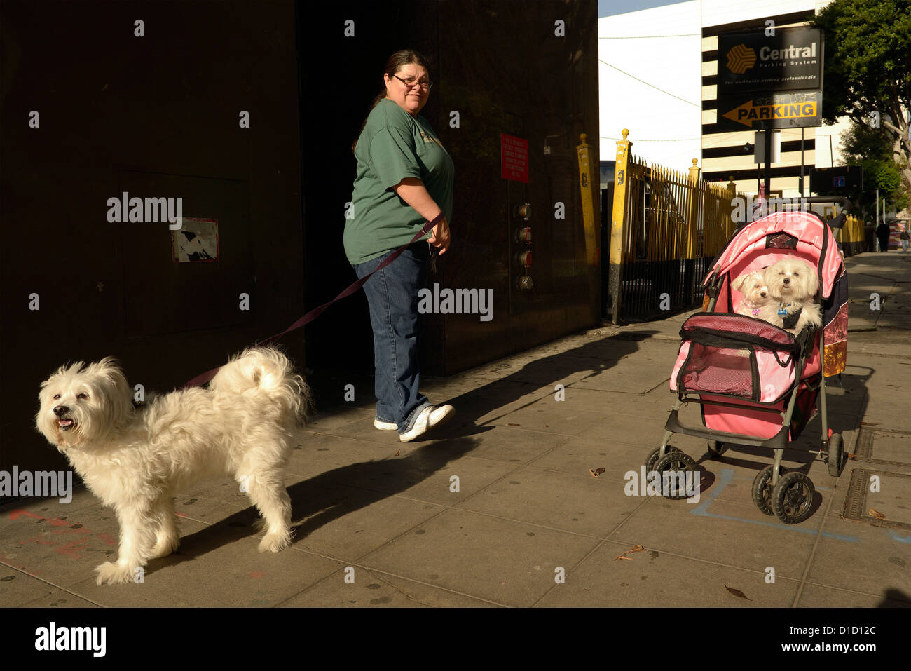 los angeles dogs sidewalk Stock Photo - Alamy