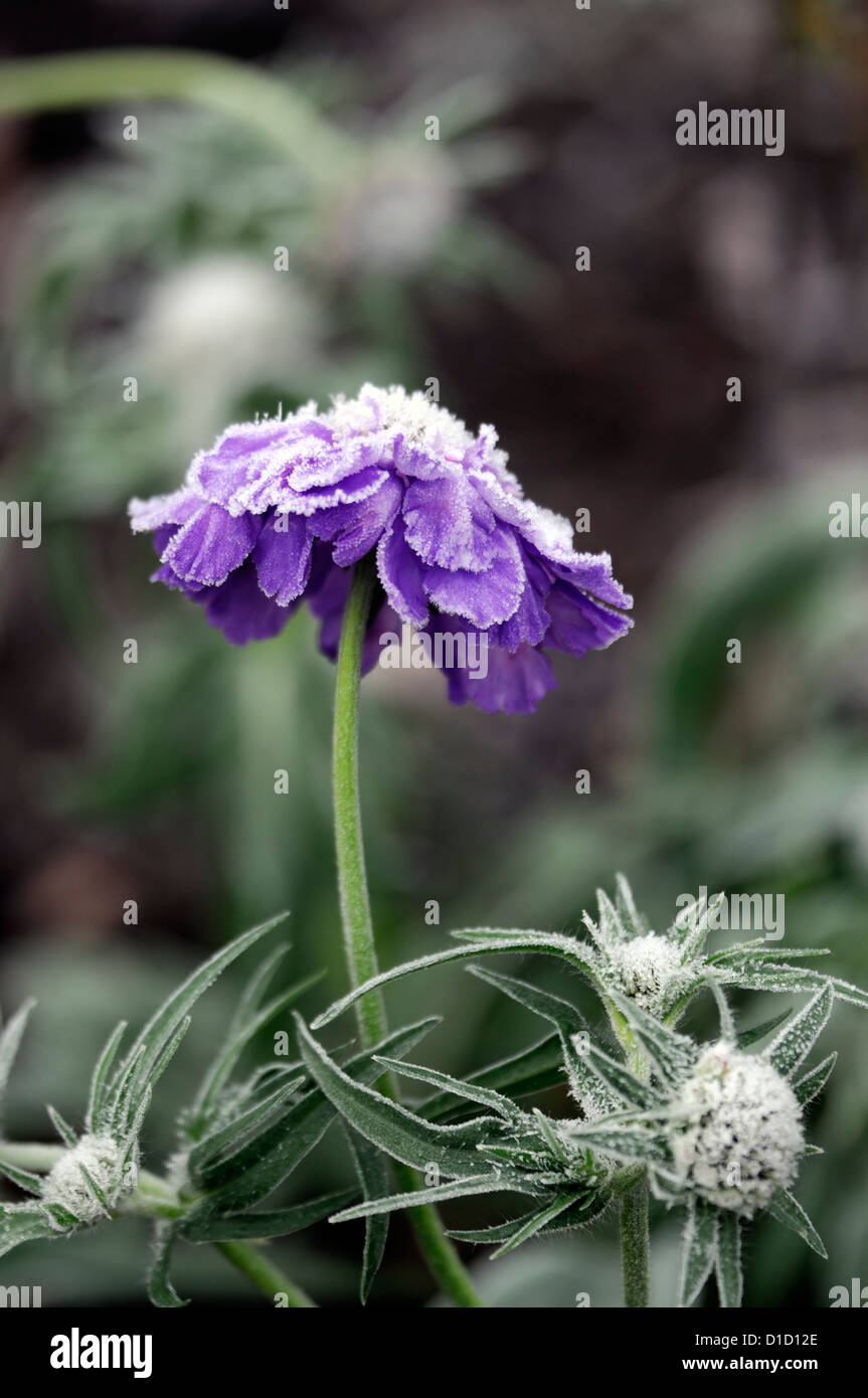 scabiosa caucasica fama purple flower bloom blossom icy frost frosty ...