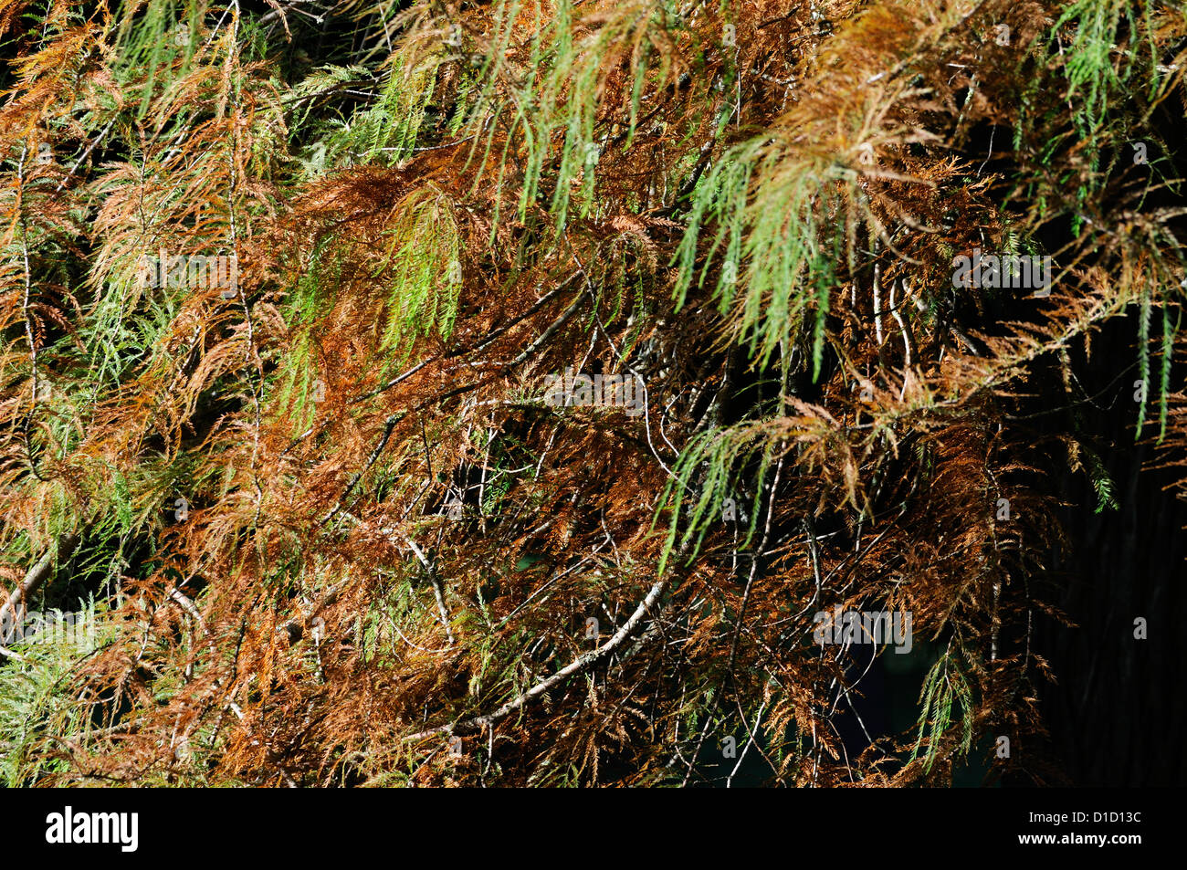 Swamp cypress leaves hi-res stock photography and images - Alamy