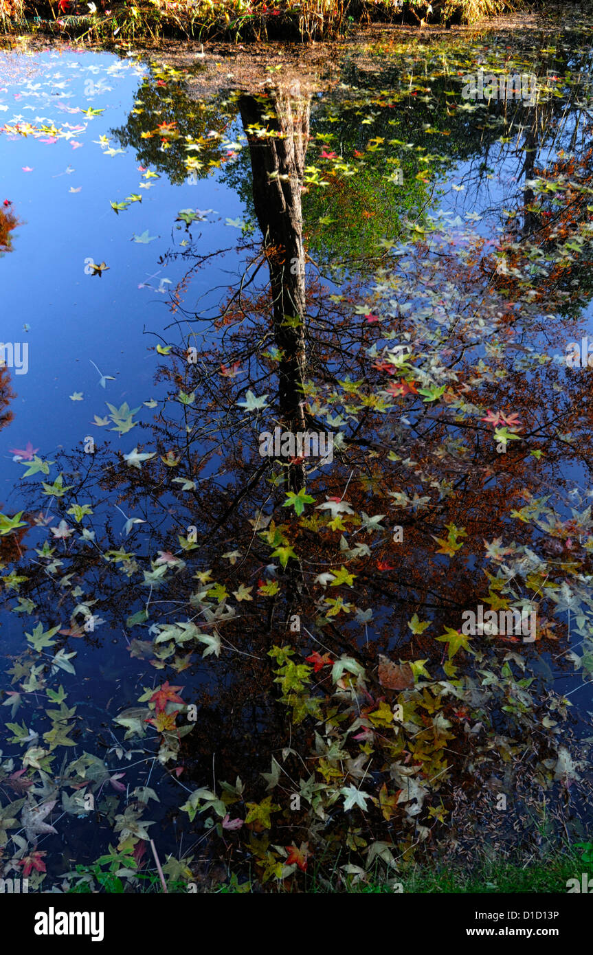acer tree leaves foliage autumn autumnal tree reflection reflect reflected water pond still ...