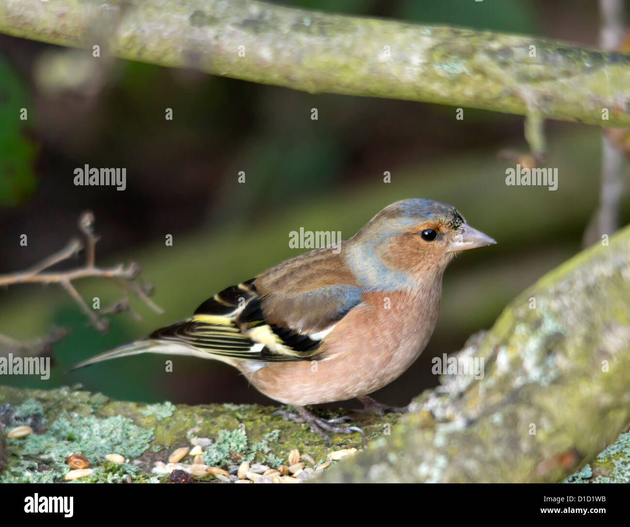Chaffinch - Bird Stock Photo - Alamy