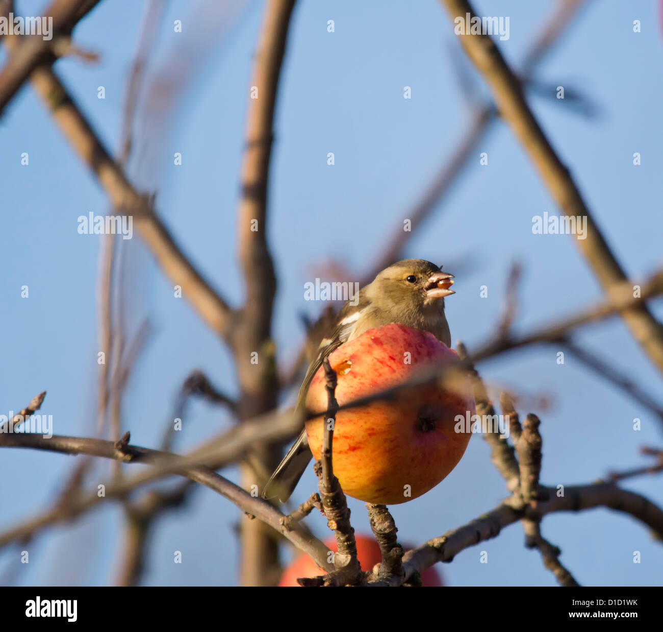 Chaffinch bird eating red Apples Stock Photo - Alamy