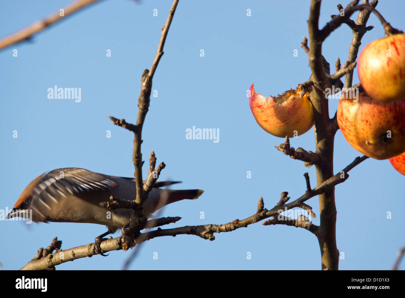 Small red passerine bird hi-res stock photography and images - Alamy