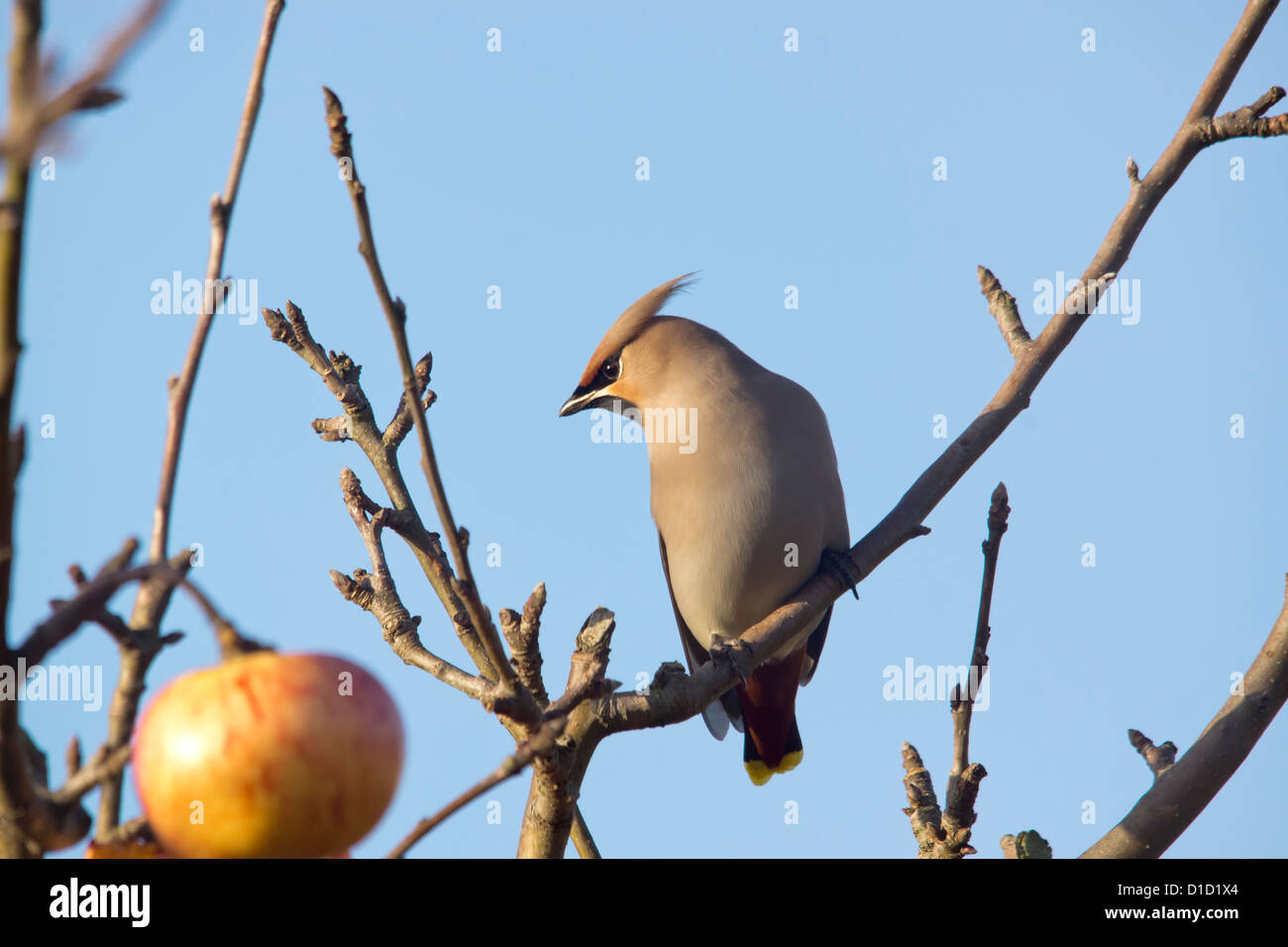 Small red passerine bird hi-res stock photography and images - Alamy