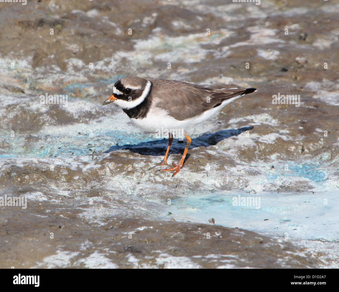Common Ringed Plover (Charadrius hiaticula) foraging in muddy wetlands ...